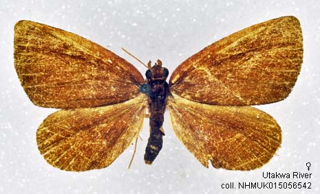 Papua Insects Foundation (Lepidoptera/Callidulidae/Agonis dymus)